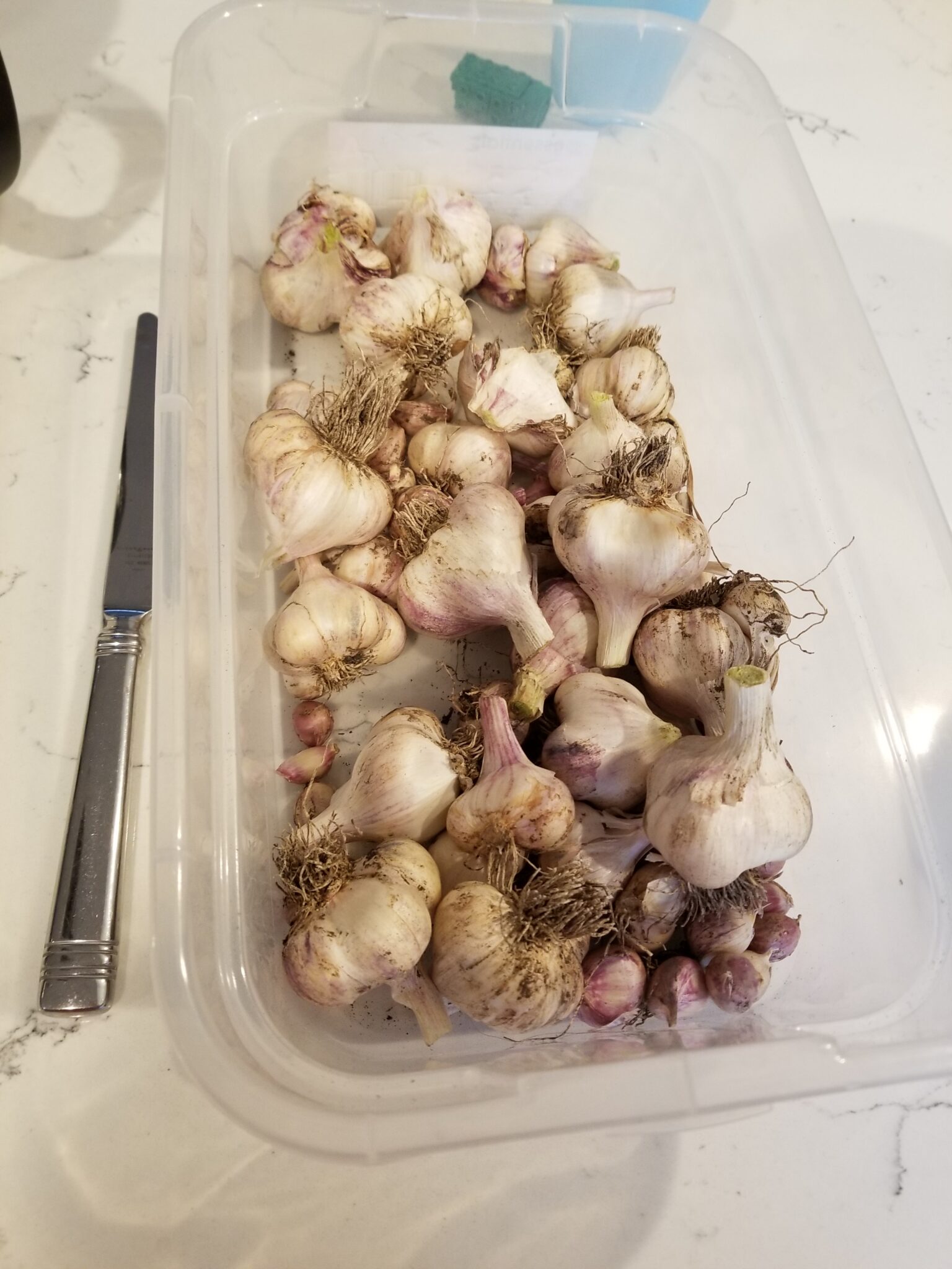 Make Your Own Garlic Powder Recipes - Sisters with Stuff